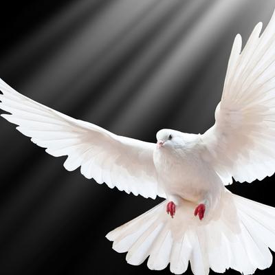 scale wings light - KDE Store