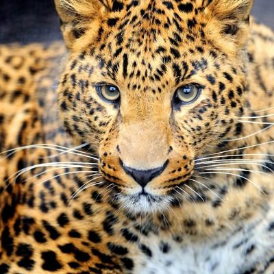 leopard muzzle eyes - addons.videolan.org