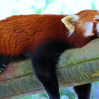 Red panda branch rest - KDE Store