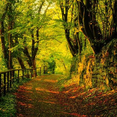 forest road - KDE Store