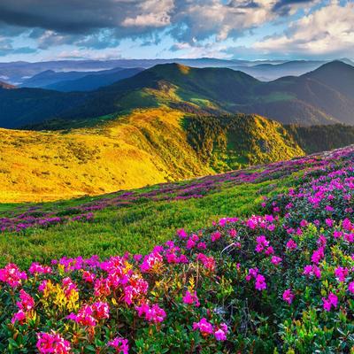 Alps meadows azalea mountains - KDE Store