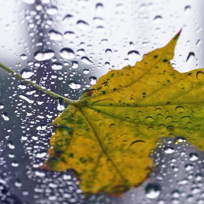 Leaf maple drop glass wet - KDE Store