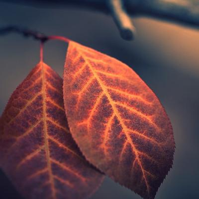 Leaves twigs plant - KDE Store