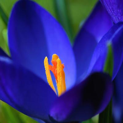 Blue crocus macro - KDE Store
