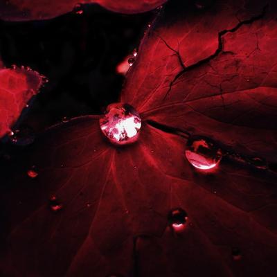 red leaves macro - KDE Store