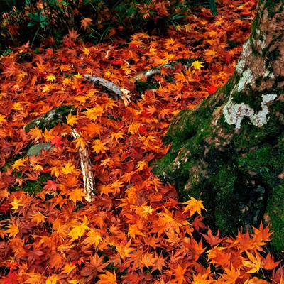 Covered with red leaves - KDE Store