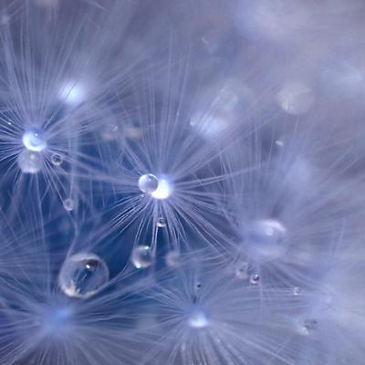 Dandelion - KDE Store