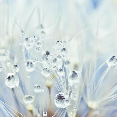 White dandelion - KDE Store