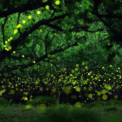 Beautiful Firefly Summer - KDE Store