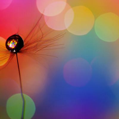 drop in a dandelion seed - KDE Store