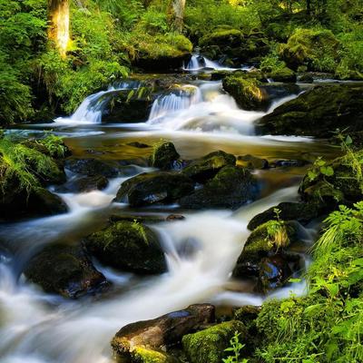 black forest germany - KDE Store