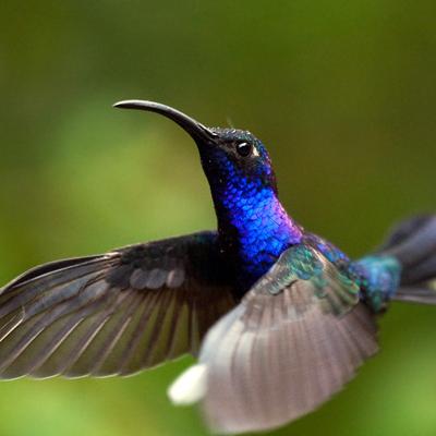 Costa Rica purple the knife - KDE Store