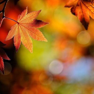 red leaves - KDE Store