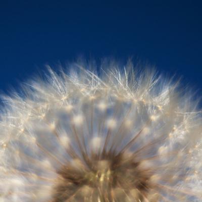 Dandelion - KDE Store