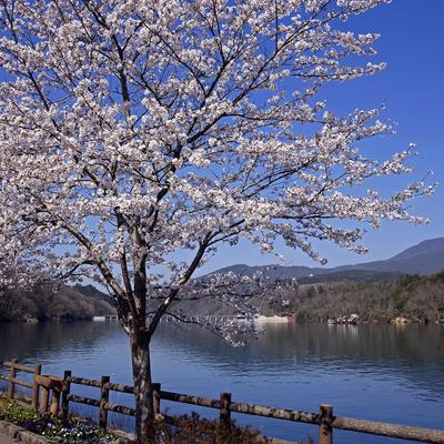 Beautiful Japanese cherry - KDE Store