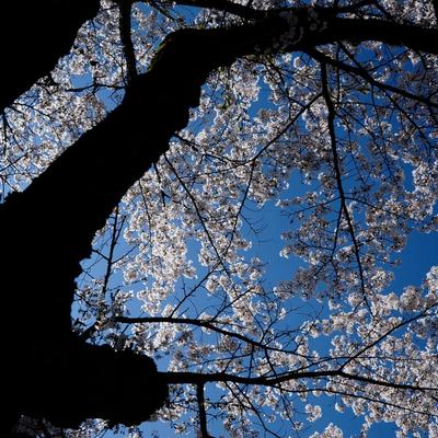 Beautiful Japanese cherry - KDE Store