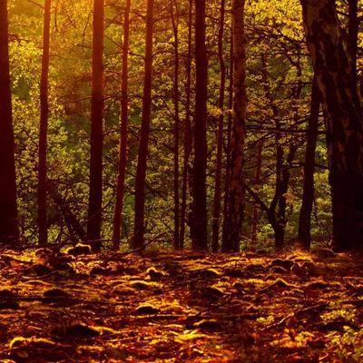 autumn fall leaves - KDE Store