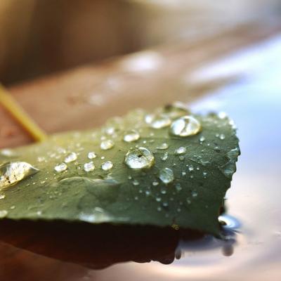 beautiful water drops leaf - KDE Store