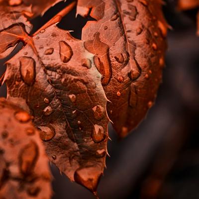 leaves drops - KDE Store