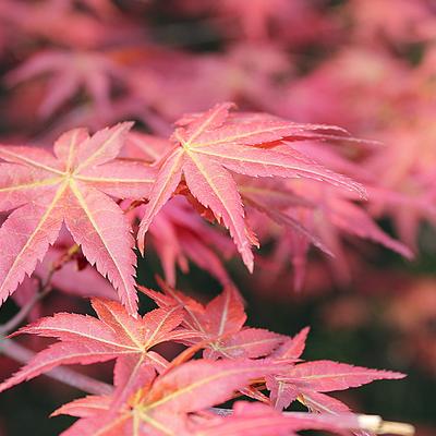 red maple leaf - KDE Store