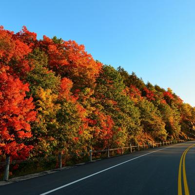 autumn road trees - KDE Store