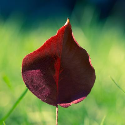 Red leaves - KDE Store