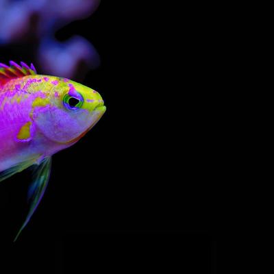 colorful tropical fish - KDE Store