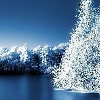 Winter Trees - KDE Store