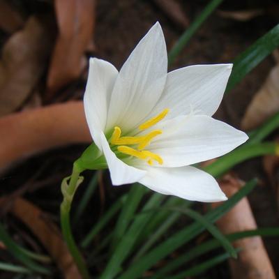 Raining white lily - KDE Store