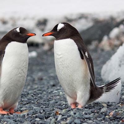 Antarctic cold penguin - KDE Store