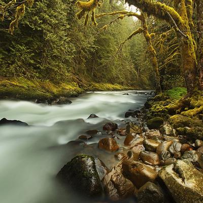 Green trees beside rocky river - KDE Store