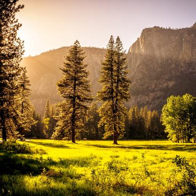 green trees - KDE Store