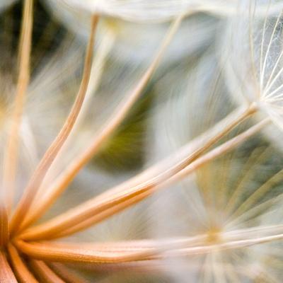 Dandelion - KDE Store