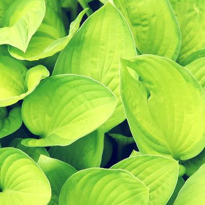 Green leaves - KDE Store