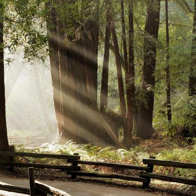 Sunshine through - KDE Store