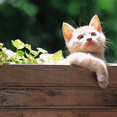 small yellow - KDE Store