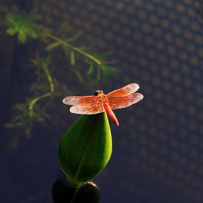 Red Dragonfly - KDE Store