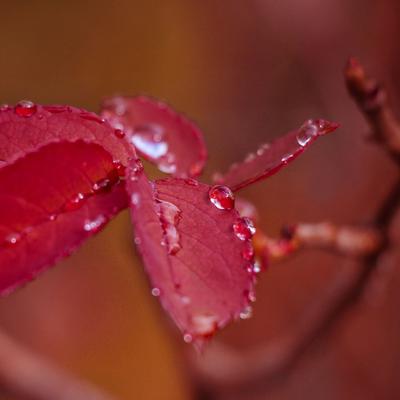 red leaf - KDE Store