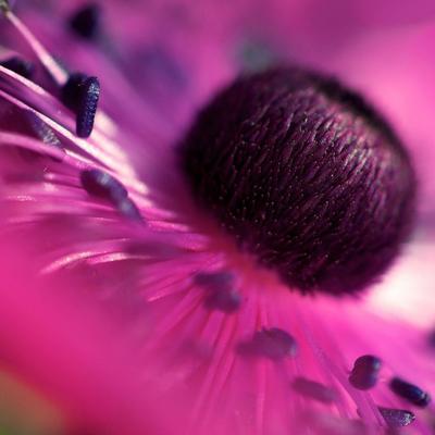 Macro flower rose - KDE Store