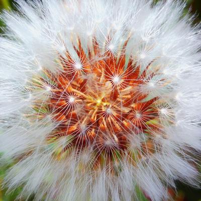 Dandelion down flower - KDE Store