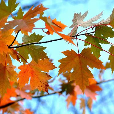 Maple Leaves - KDE Store