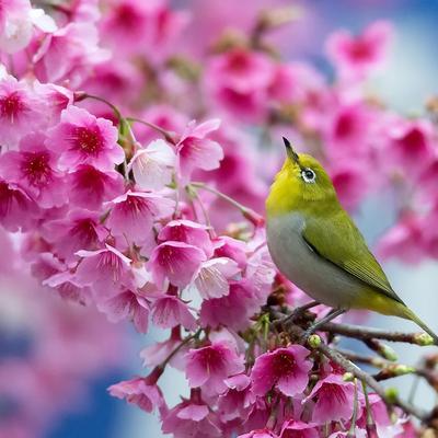 spring cherry-animal - KDE Store