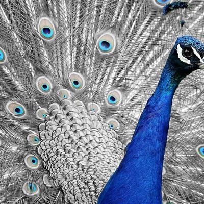 Blue peacock macro - KDE Store