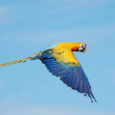 Flying true macaws - KDE Store