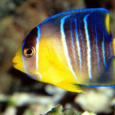Yellow Blue Angelfish - KDE Store