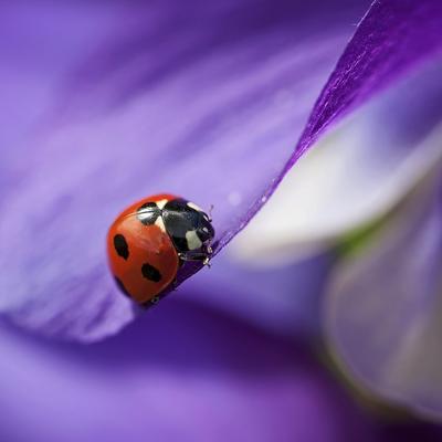 ladybug on purple petal - KDE Store