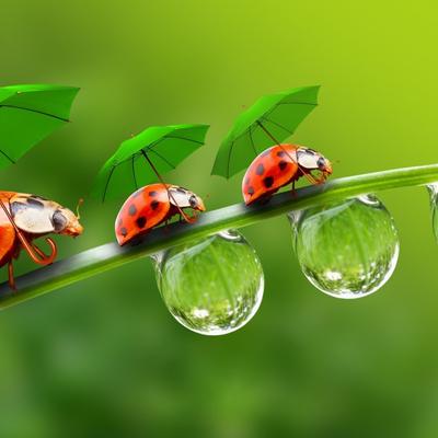 ladybugs with umbrellas - KDE Store