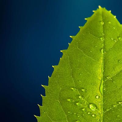 Green Leaf Drops - KDE Store