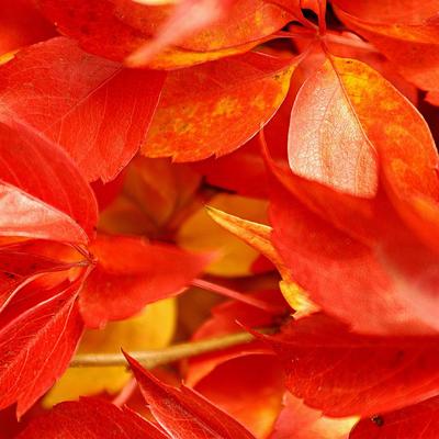 red leaves - KDE Store