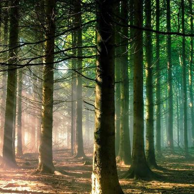 sun shining through the forest - KDE Store